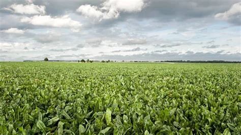 Rainfall Patterns Effects Of Rainfall Patterns On Agriculture Agrisay