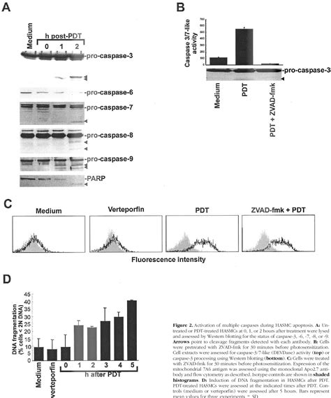Figure 1 From Mitochondrial Release Of Apoptosis Inducing Factor And