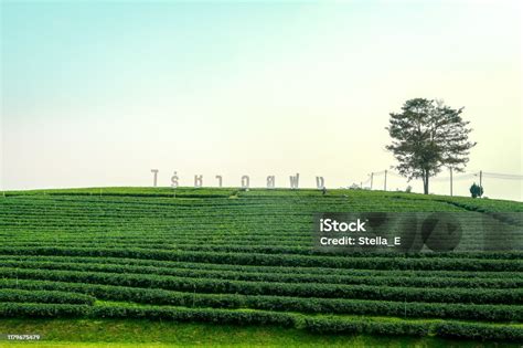 신선한 녹차 농장의 아름다운 풍경 Choui 퐁 차 농장 매 찬 치앙라이 태국의 녹색 자연 필드 배경 2019년 2월 16일 0명에 대한 스톡 사진 및 기타 이미지 Istock