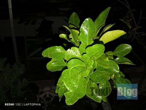 Review Kamera Xiaomi Redmi C Berkekuatan Mp Lebih Bagus Dari Pesaingnya Tuxlin Blog