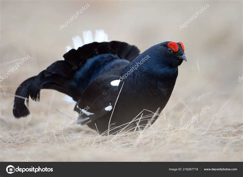 Male Black Grouse Lek Scientific Name Tetrao Tetrix Early Spring