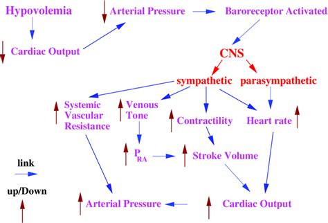 Baroreceptor Reflex Control Loops Download Scientific Diagram