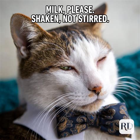 Funniest Cat Funniest Memes Clean