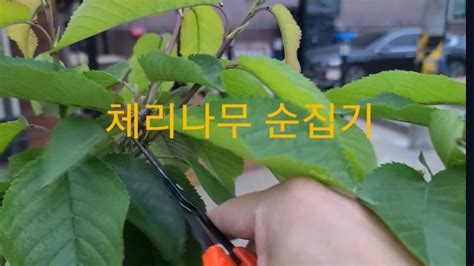 체리나무 순집기 Youtube