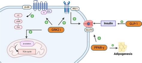 Metabolic modulators targeting insulin resistance β AR β adrenergic