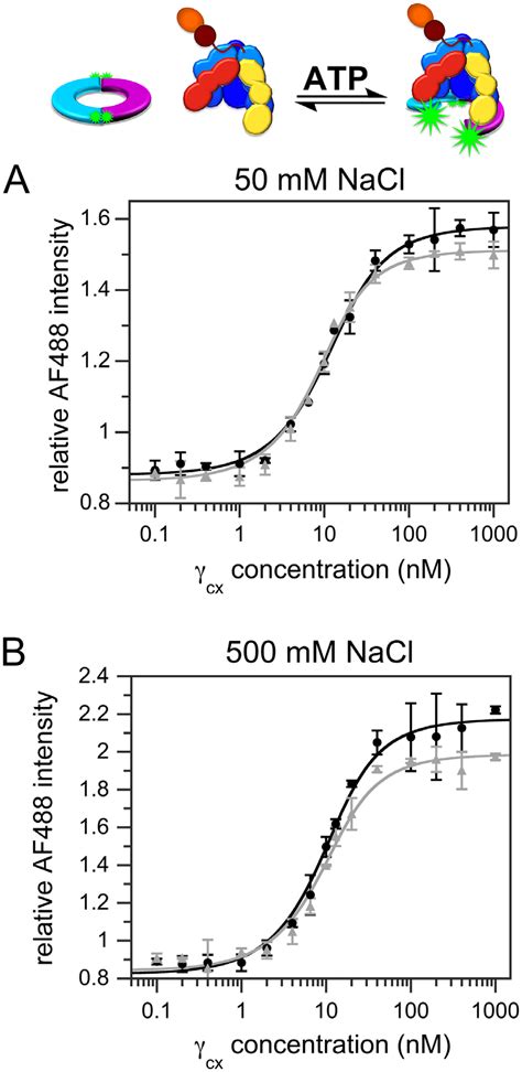 Equilibrium Binding To Form Open Clamp Loader Clamp Complexes Relative Download Scientific