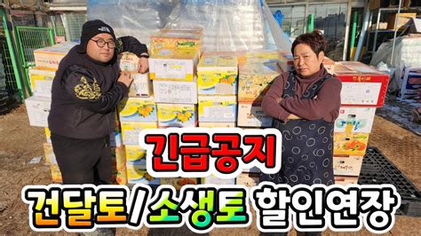 다육이 만져보고 깍지 잡기 냉해입은 다육 살리기 건달토소생토 할인행사 2023년1월1일까지 연장 Youtube