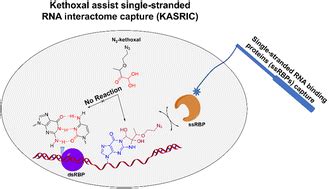 Transcriptome Wide Identification Of Single Stranded RNA Binding Proteins Chemical Science