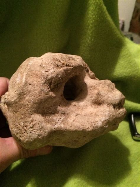 Red Flags On Fossils Being Sold Is It Real How To Recognize Fossil