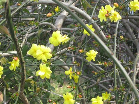 ウンナンオウバイ雲南黄梅 花熟里けじゅくりの静かな日々