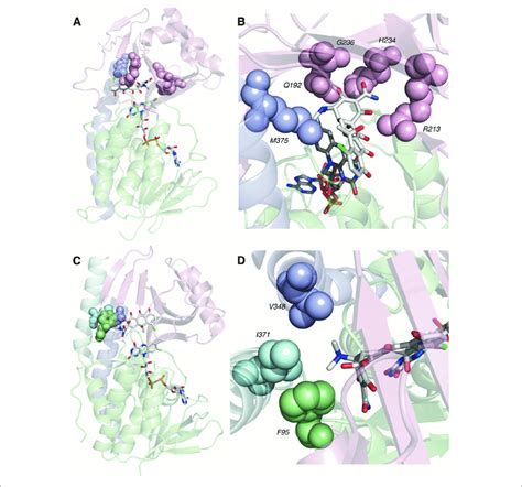 Recognition Elements Of Ctc A Ring For Each Experimentally Observed Download Scientific