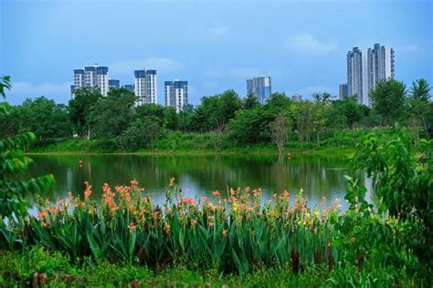 晋级“生物多样性魅力城市”背后：成都的生态密码 每日经济网