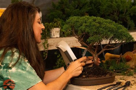 Bonsai Cultivation Lessons In Summer Garden Lessons