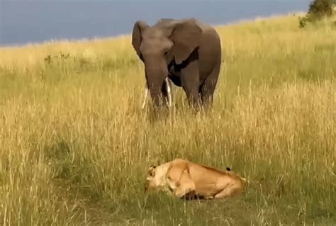 Hathi Aur Sherni Ka Video अचानक शेरनी को मारने पहुंच गया गुस्सैल हाथी