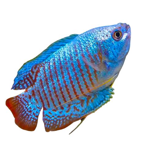 Dwarf Neon Blue Gourami Aura Aquarium