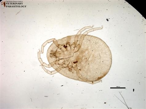 Argas Sp Ticks Monster Hunters Guide To Veterinary Parasitology