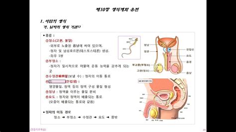 건강기초학습 이계완제10장생식계11남녀 생식기자궁 9분 Youtube