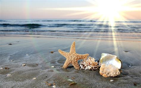 Seashells On The Beach Wallpaper 49 Images