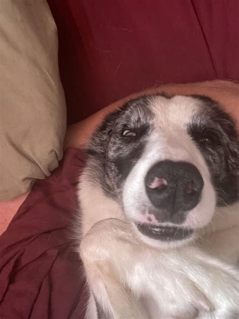 RIP Merlin 2020-2024 : r/BorderCollie