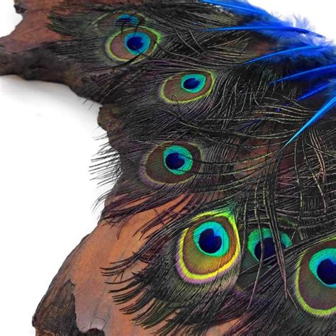 Peacock Eyes Feather Etsy