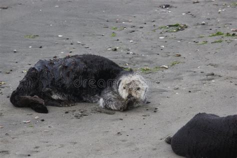 Southern Sea Otter Enhydra Lutris Nereis Stock Photo Image Of Otter