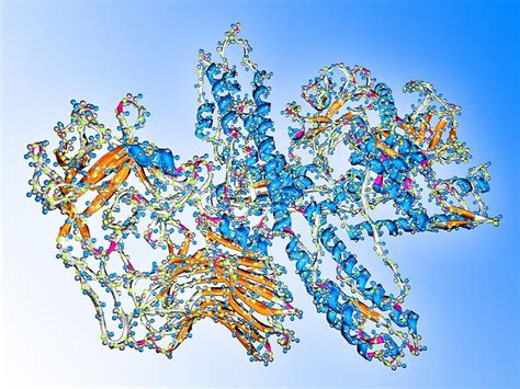 Botulinum Toxin Photograph By Pasieka Fine Art America