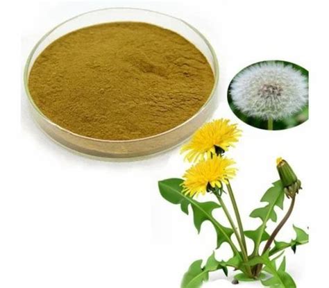 Dandelion Leaf Extract At ₹ 900 Kg In Indore Id 2853262748488