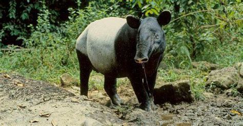 Чепрачный тапир Tapirus Indicus Salt Lick Tropical Forest Lowland