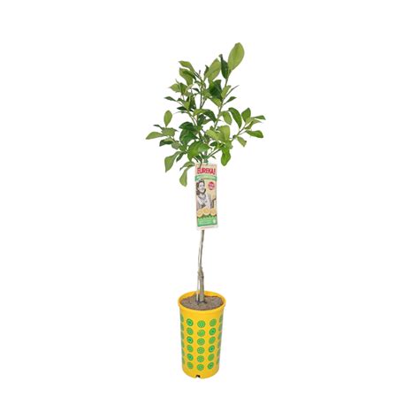 Lemon Seedless Eureka Cm Garden World