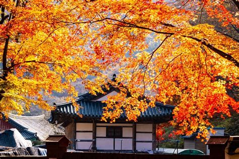 년 내장산 단풍 진 단풍이 더 아름답더라 꿈꾸는섬