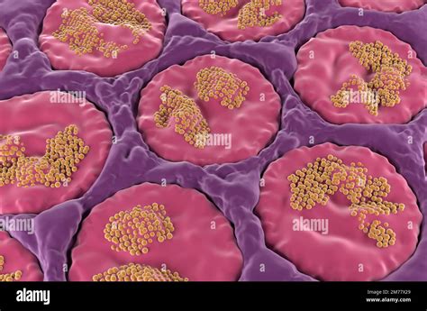 Salivary Gland Surface Sublingual In The Human Mouth Isometric View