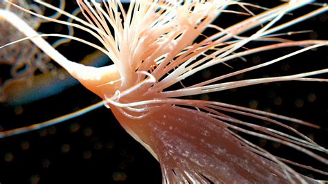 C4d Dying Neuron