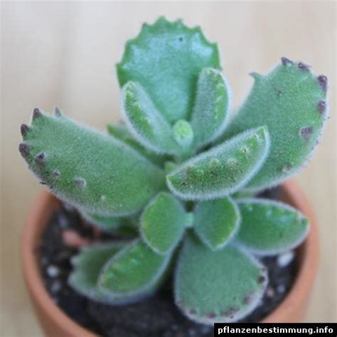 Cotyledon tomentosa