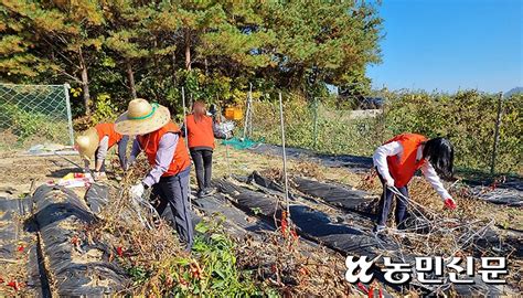 농정원 세종시 연동면에서 고춧대 제거 등 농촌 일손 거들어