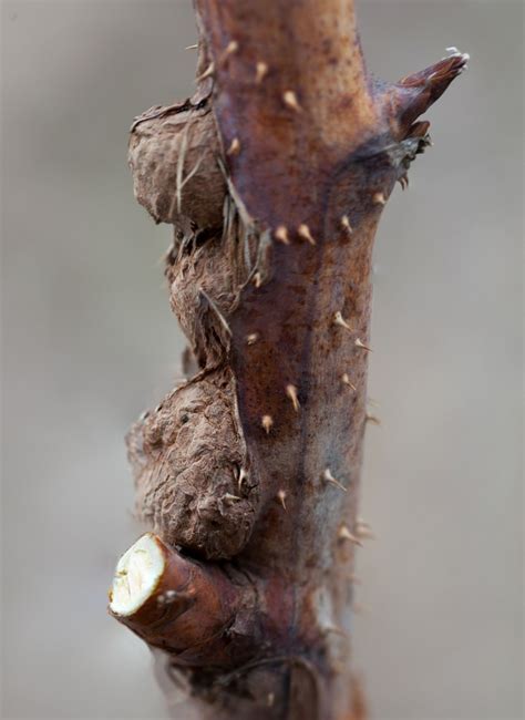 Raspberry Diseases Tips On Identification And Control