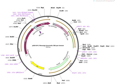 Addgene Pgex 6p 1 Monosiga Brevicollis Cbs Pair Domain