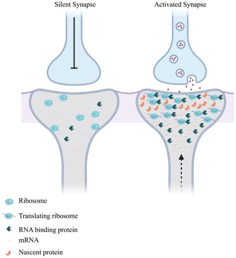 MRNA Localization And Local Translation In Neurons