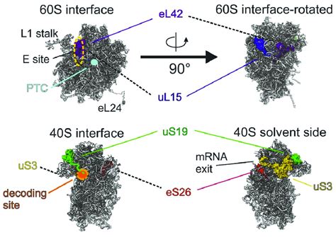 Ribosomal Subunits Of The Mammalian Ribosome Pdb 4ug0 On Which