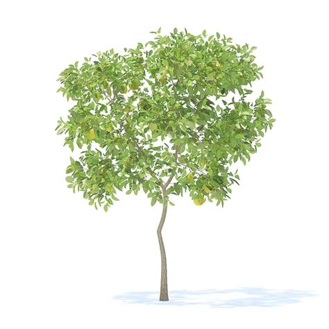 Pear Tree 3d Models Download