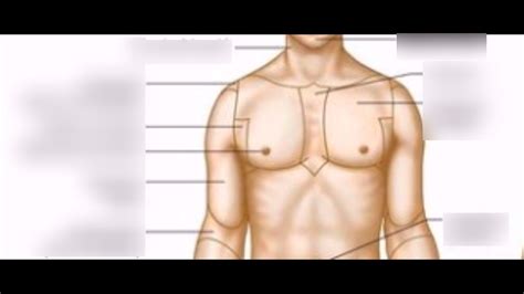 Body Regions Anterior Diagram Quizlet