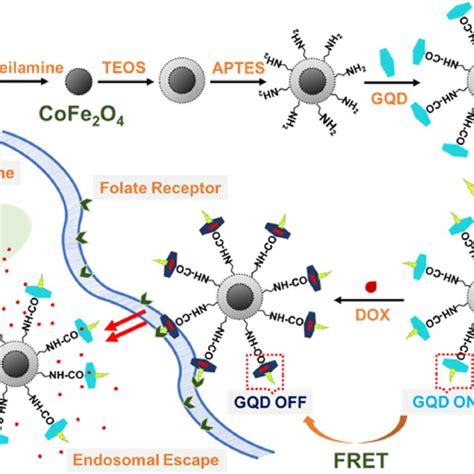Schematic Illustration For The Fabricated Multifunctional Nanoplatform
