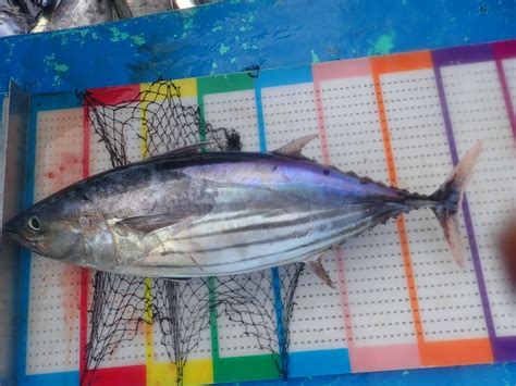 Katsuwonus Pelamis Object Detection Dataset By Fyan