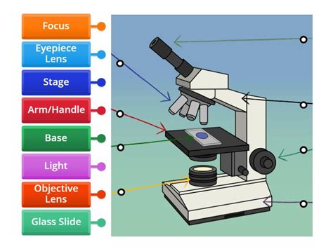 Labelling A Microscope Labelled Diagram