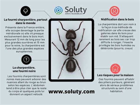 Nid Fourmis Maison Ventana Blog