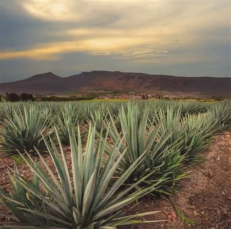 一人一杯的Tequila Shot熟悉又陌生的龍舌蘭是什麼還有助於減肥 龍舌蘭TequilaTequila Shot龍舌蘭調酒