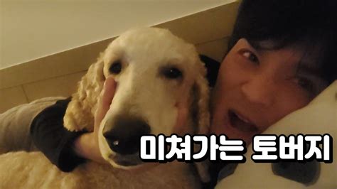 강아지가 되어가는 토니아빠 ㅋㅋㅋ푸들 스탠다드푸들 유기견 유기견입양 댕댕이 댕댕이산책 푸들은사랑입니다 푸들키우기 입양 댕댕이 댕댕이산책 스탠다드푸들