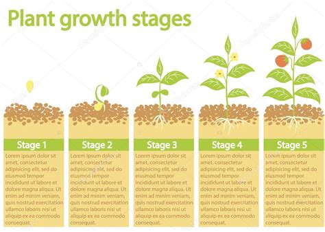 Plantas De Cultivo Infográfico Proceso De Cultivo De Plantas Etapas De Crecimiento De Las
