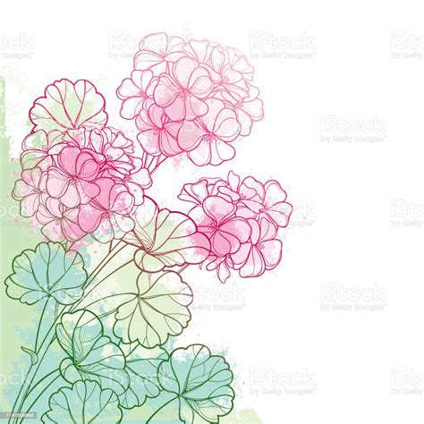 개요 핑크 제라늄 또는 두개골 꽃과 파스텔 녹색 배경에 화려한 잎과 벡터 코너 무리 0명에 대한 스톡 벡터 아트 및 기타 이미지
