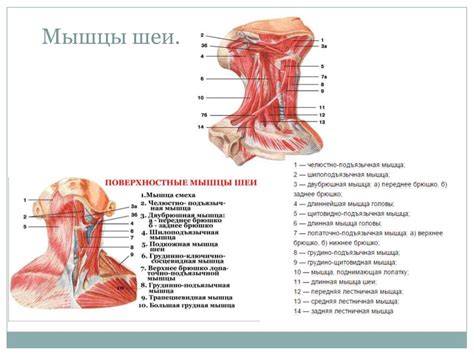 Анатомия Скелет и мышцы презентация онлайн