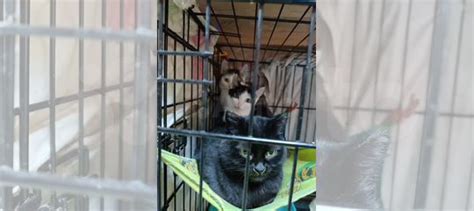 Кошка купить в Бийске Животные и зоотовары Авито